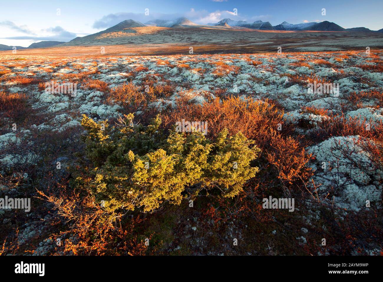 Smooth dwarf birch, Dwarf birch, Dwarf-birch (Betula nana), tundra with ...