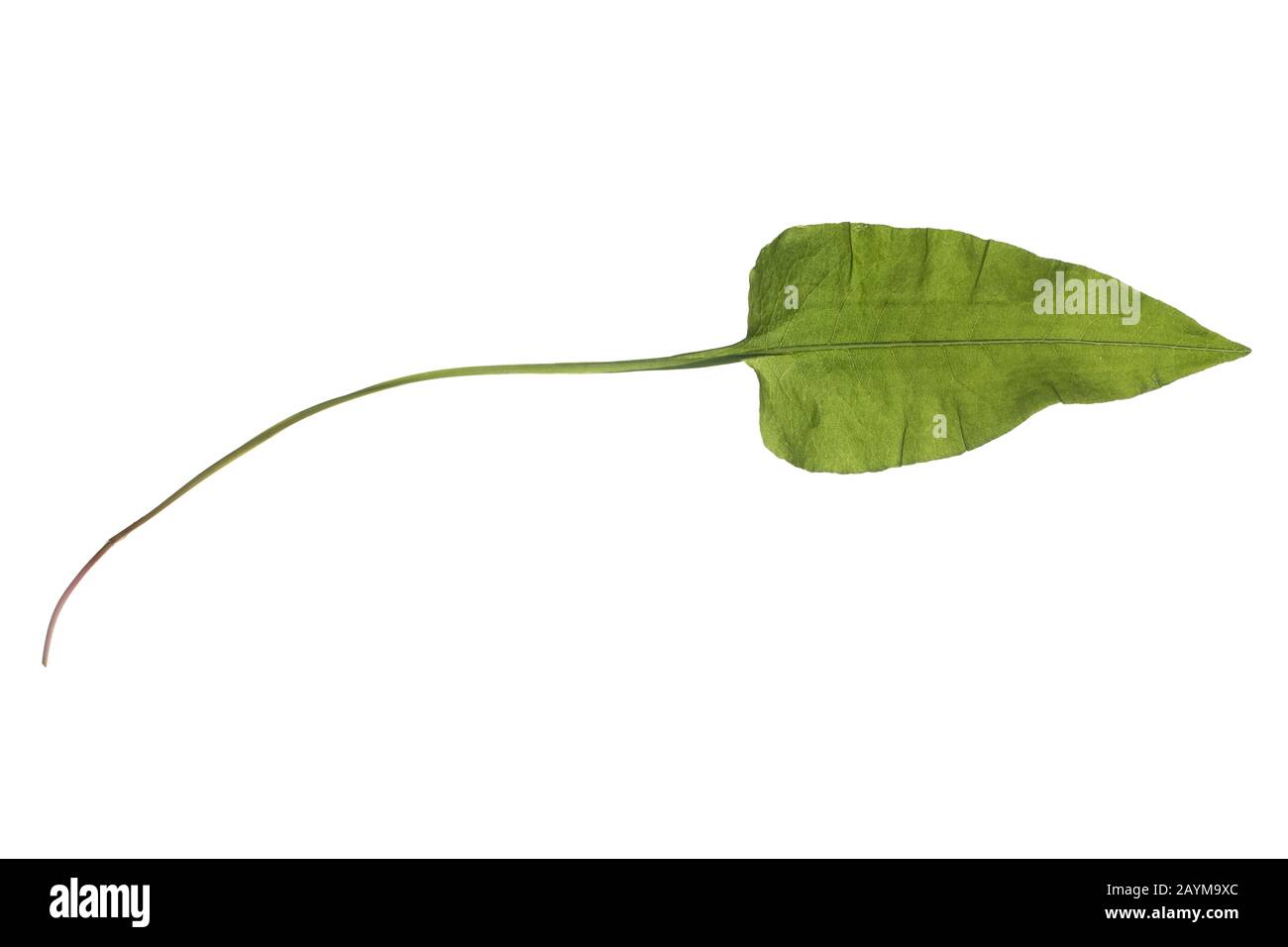 Common bistort, Meadow bistort (Polygonum bistorta, Bistorta ...