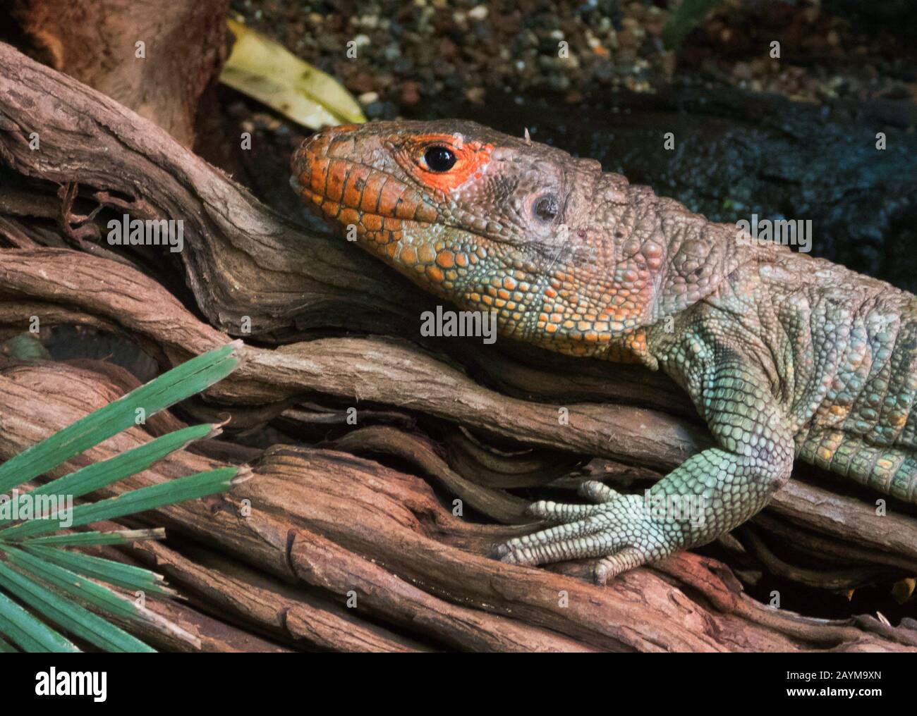 northern caiman lizard (Dracaena quianensis), portrait Stock Photo - Alamy
