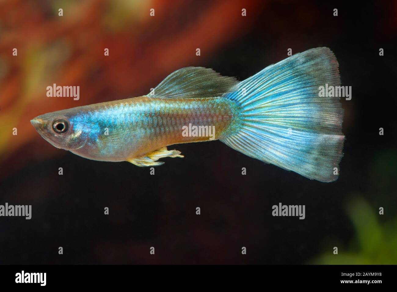 guppy (Poecilia reticulata, Lebistes reticulatus, Lebistes reticulata ...