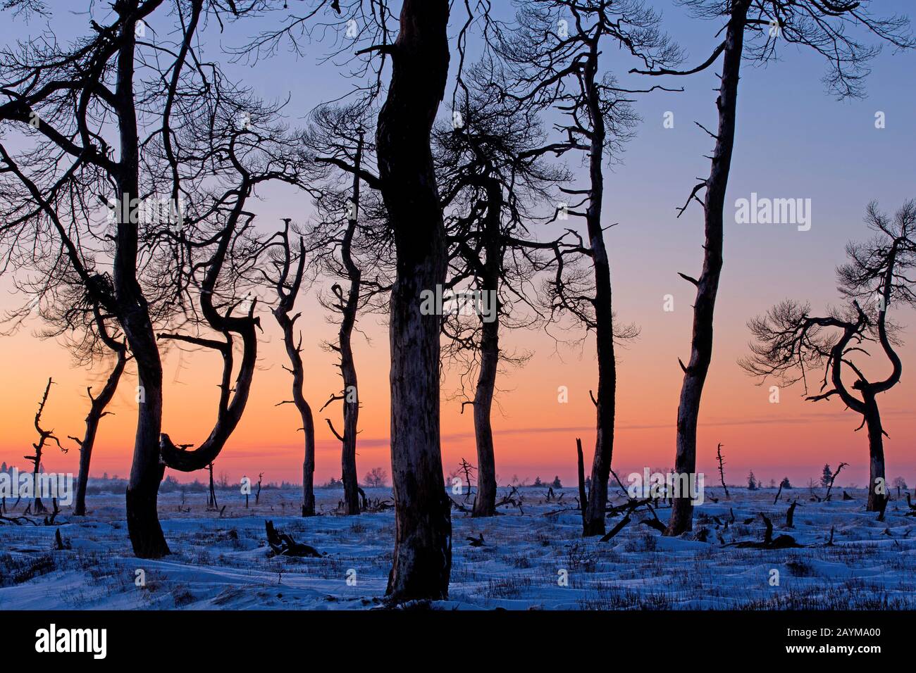 Scotch pine, Scots pine (Pinus sylvestris), dead trees after a fire in ...