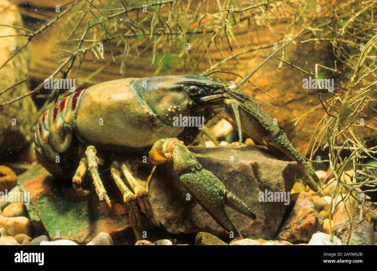 Spinycheek crayfish, American crayfish, American river crayfish ...