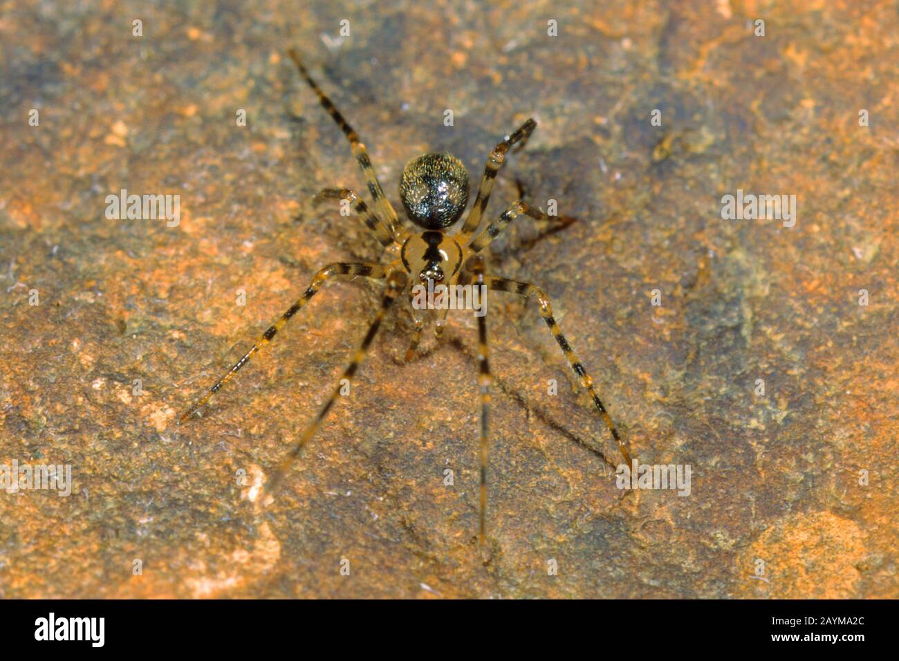 Comb-footed Cellar Spider (Nesticus cellulanus), sits on a stone ...