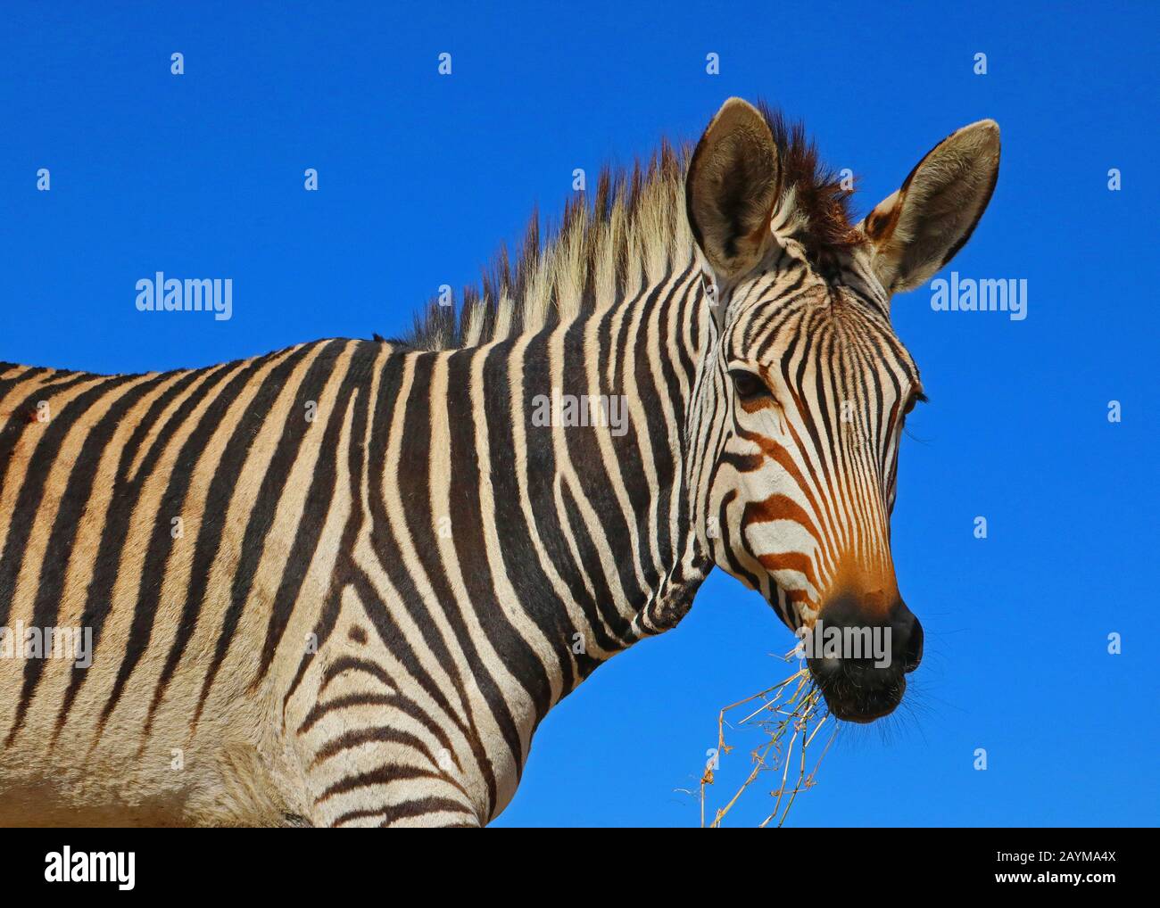 Hartmanns mountain zebra hi-res stock photography and images - Alamy