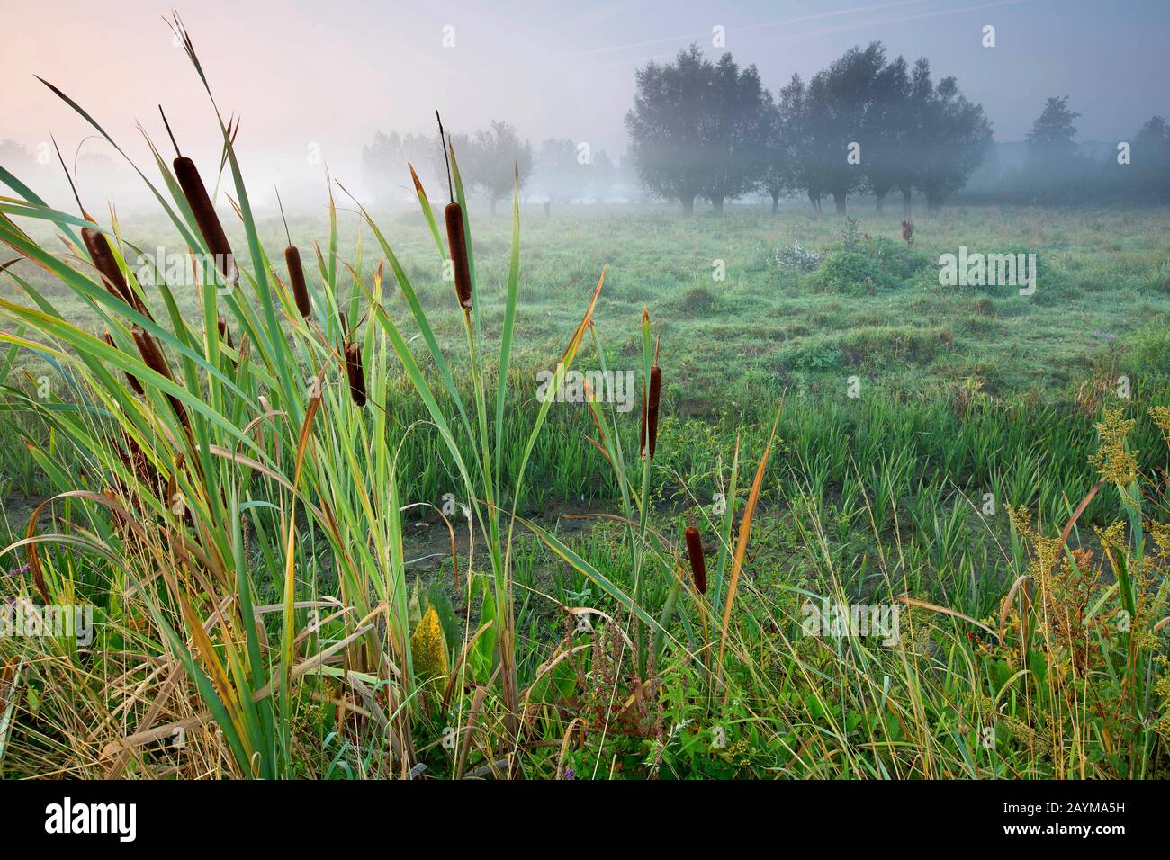 common cattail, broad-leaved cattail, broad-leaved cat's tail, great ...