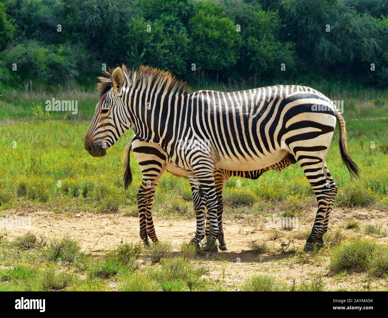 Hartmann's Mountain Zebra, Mountain Zebra (Equus zebra hartmannae ...