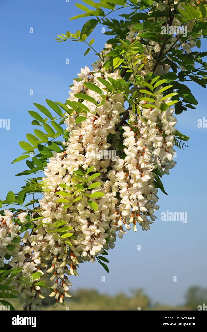 black locust, common locust, robinia (Robinia pseudo-acacia, Robinia ...