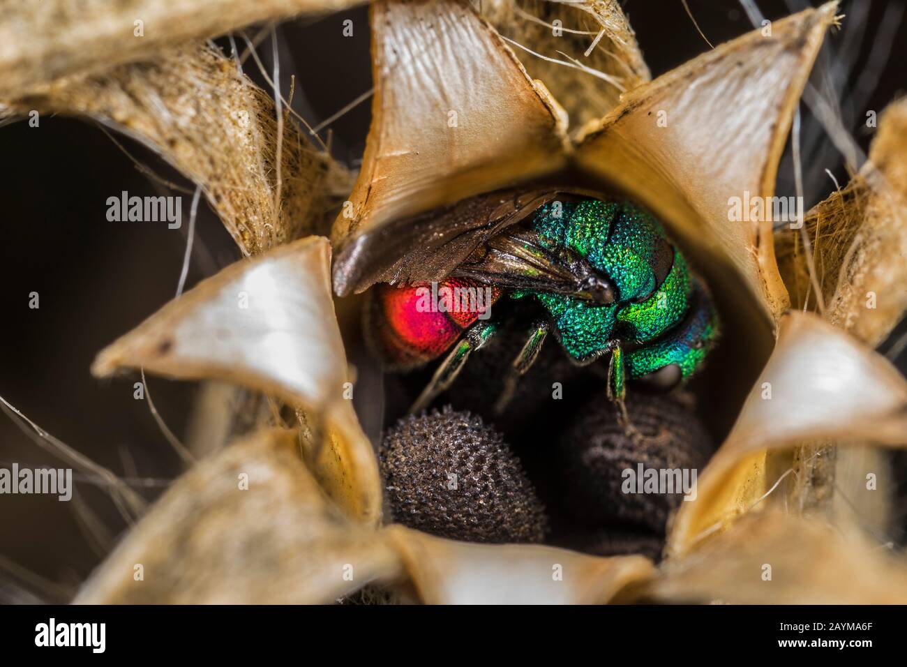 Gold colour in nature hi-res stock photography and images - Alamy