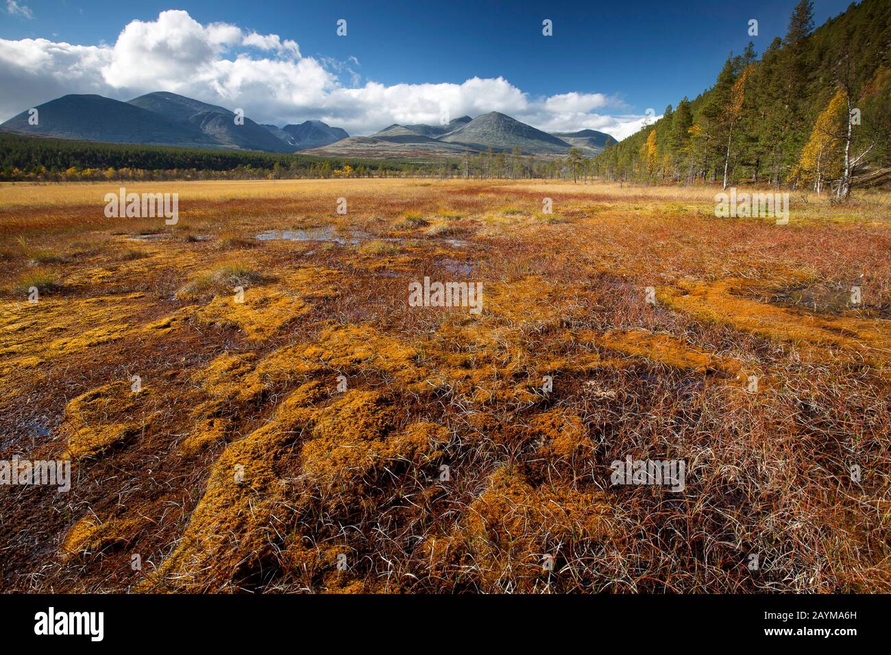 Dwarf birch tundra hi-res stock photography and images - Alamy