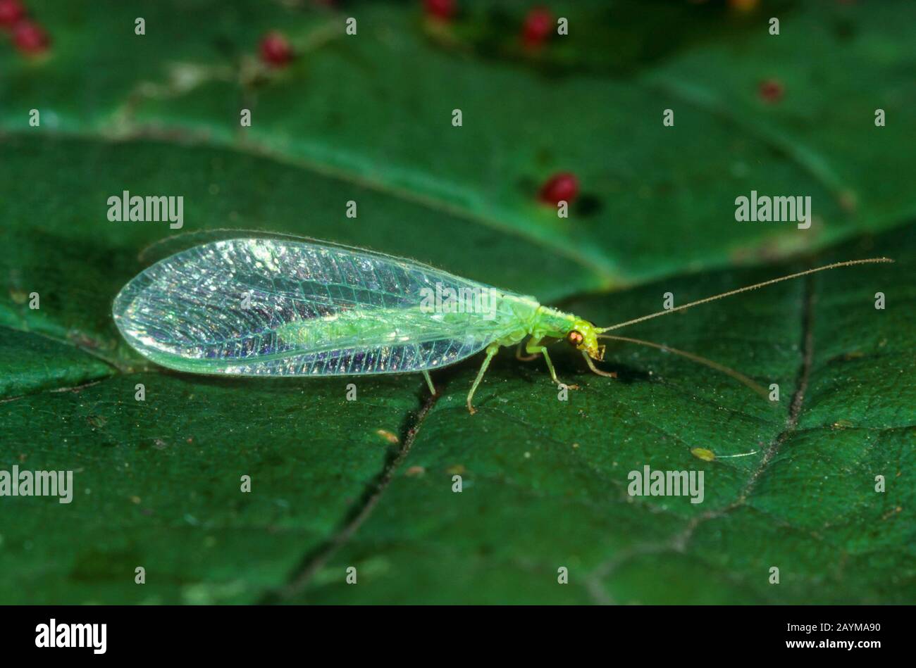 Lacewings hi-res stock photography and images - Alamy