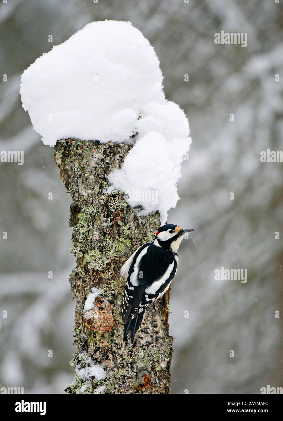 Great spotted woodpecker (Picoides major, Dendrocopos major), male on ...