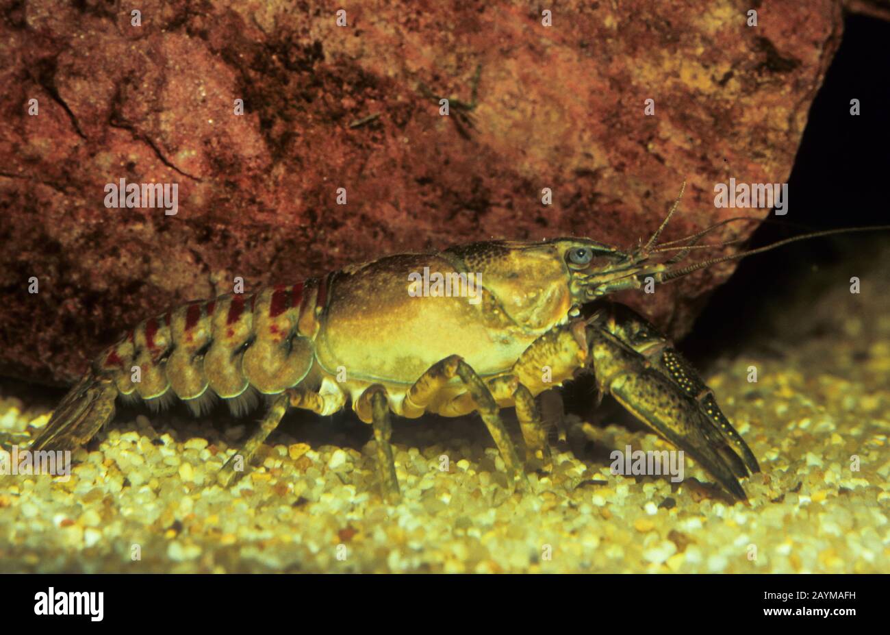 Spinycheek crayfish, American crayfish, American river crayfish ...