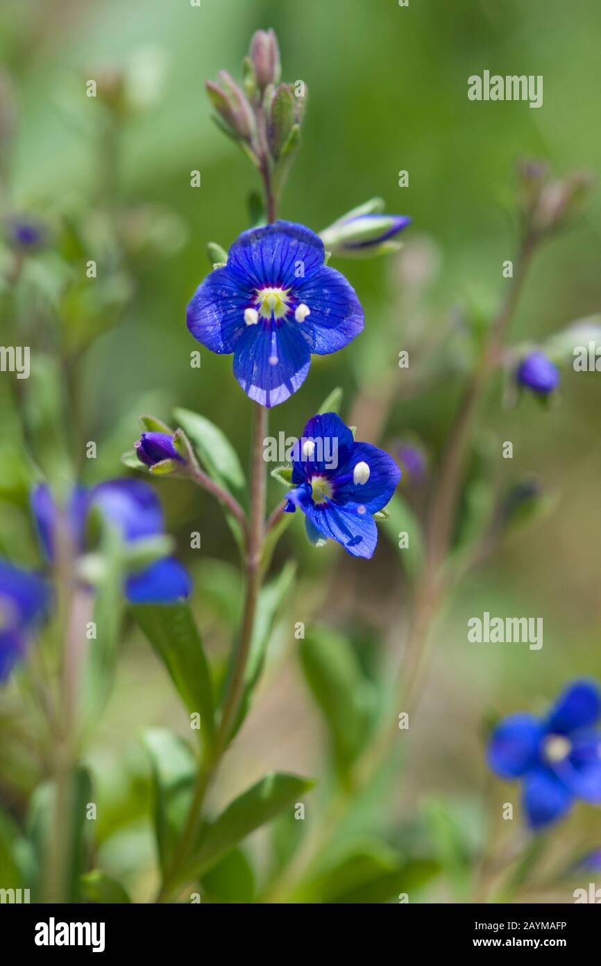 Rock speedwell (Veronica fruticans), blooming, Switzerland, Furkapass ...