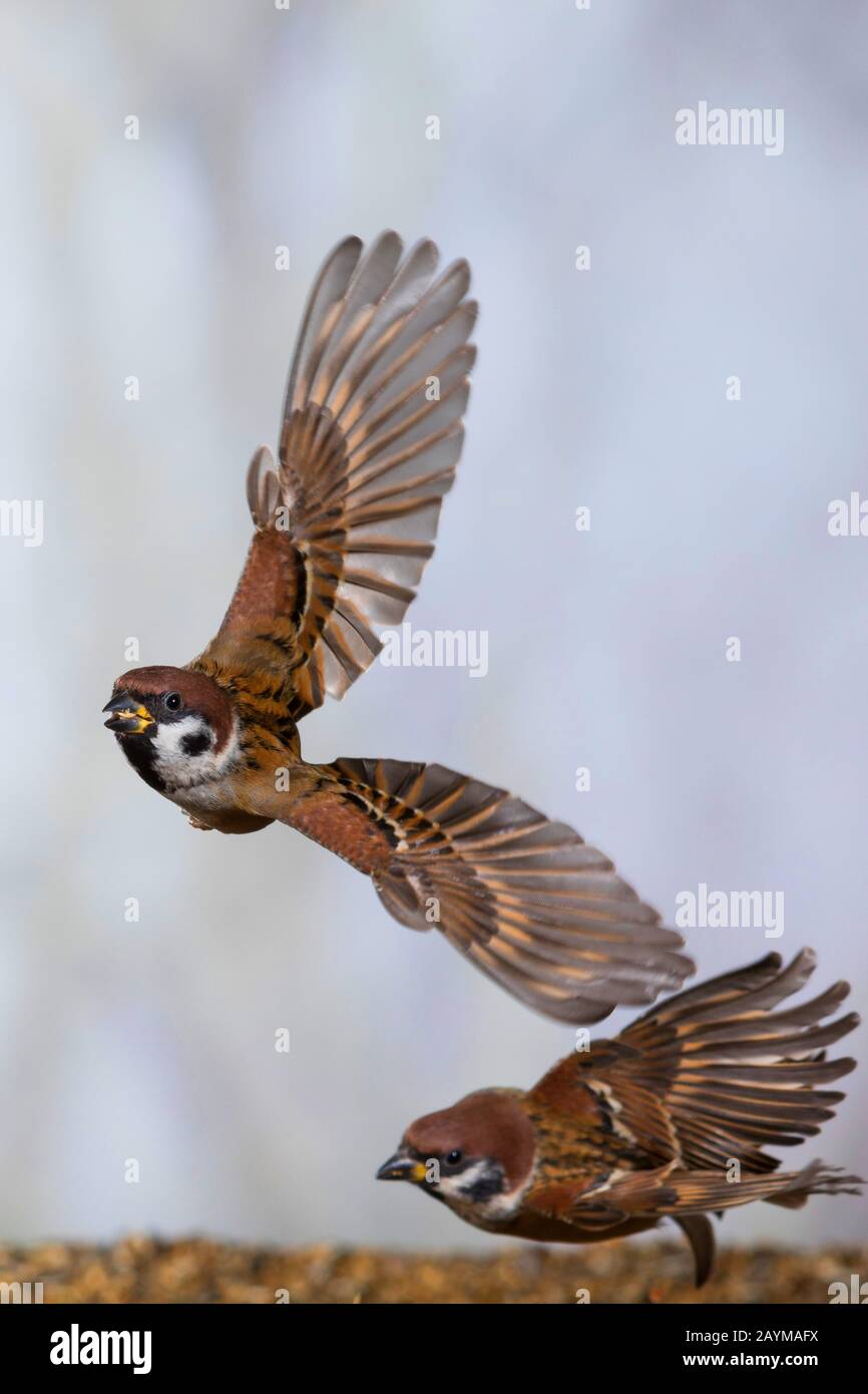 Eurasian tree sparrow (Passer montanus), two sparrows in flight ...