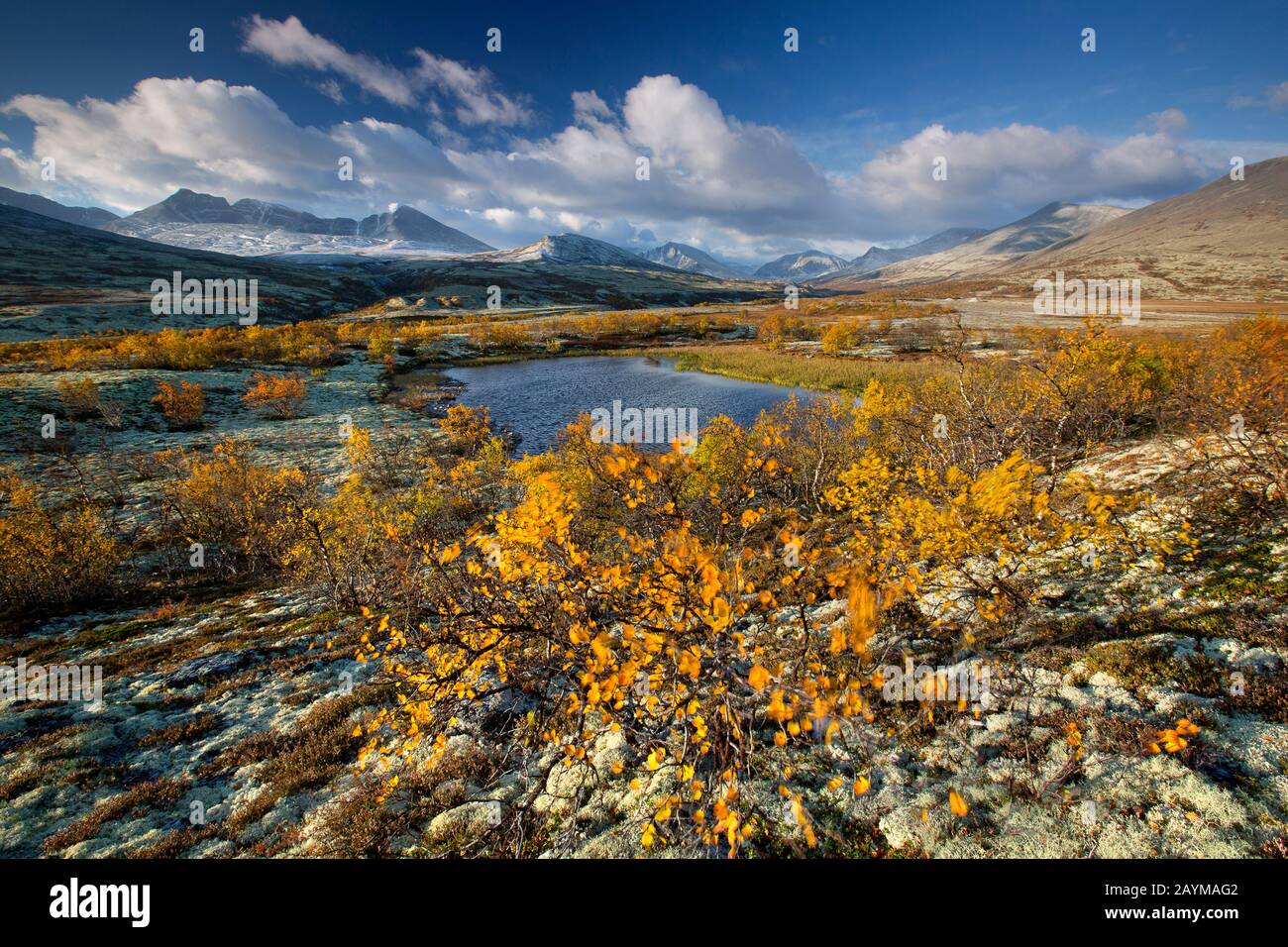 River Birch High Resolution Stock Photography and Images - Alamy