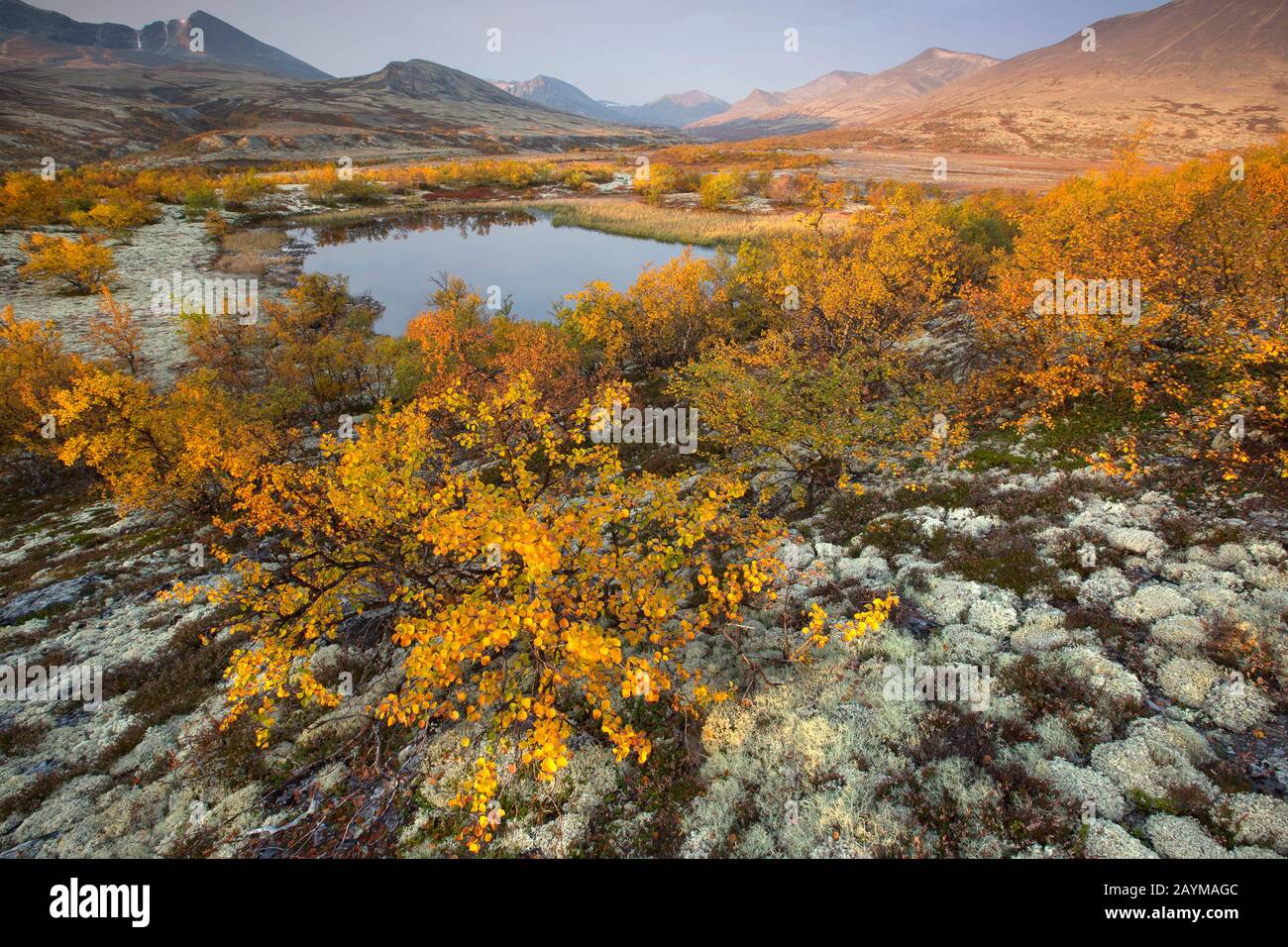 birch (Betula spec.), tundra with reindeer lichens, Cladonia ...