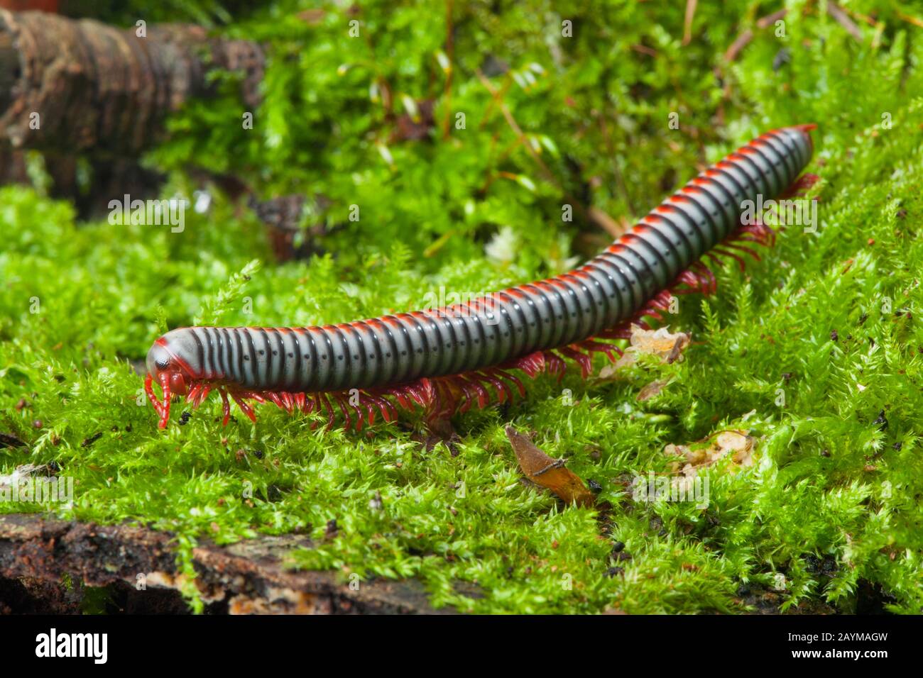 Vietnamese plant hi-res stock photography and images - Alamy