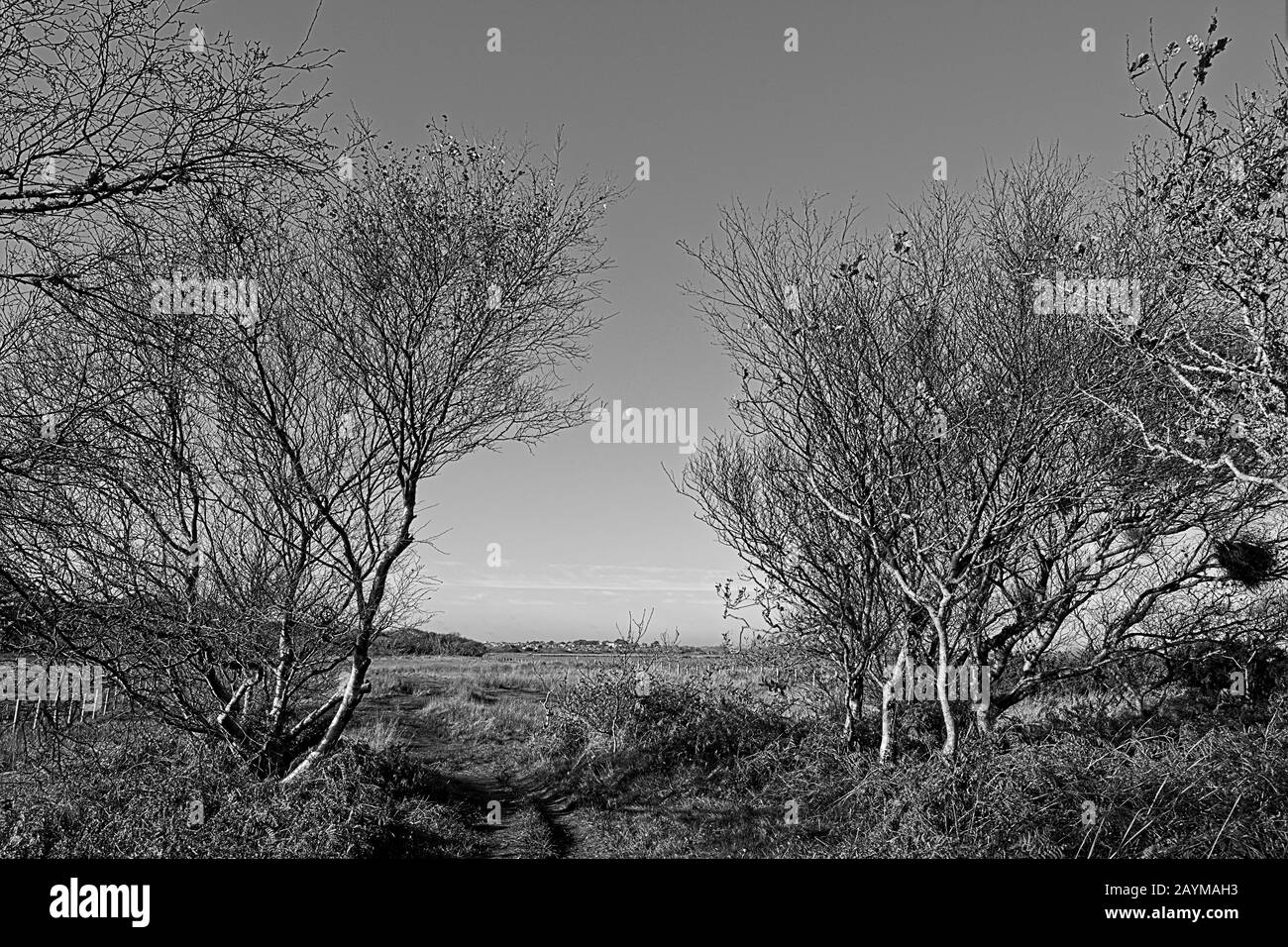 Winter deciduous trees Stock Photo - Alamy
