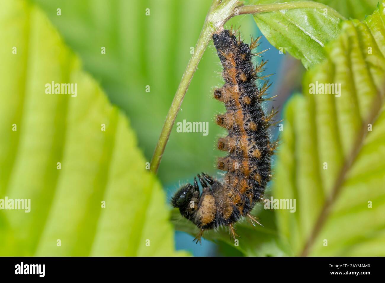 large tortoiseshell, blackleg tortoiseshell (Nymphalis polychloros ...