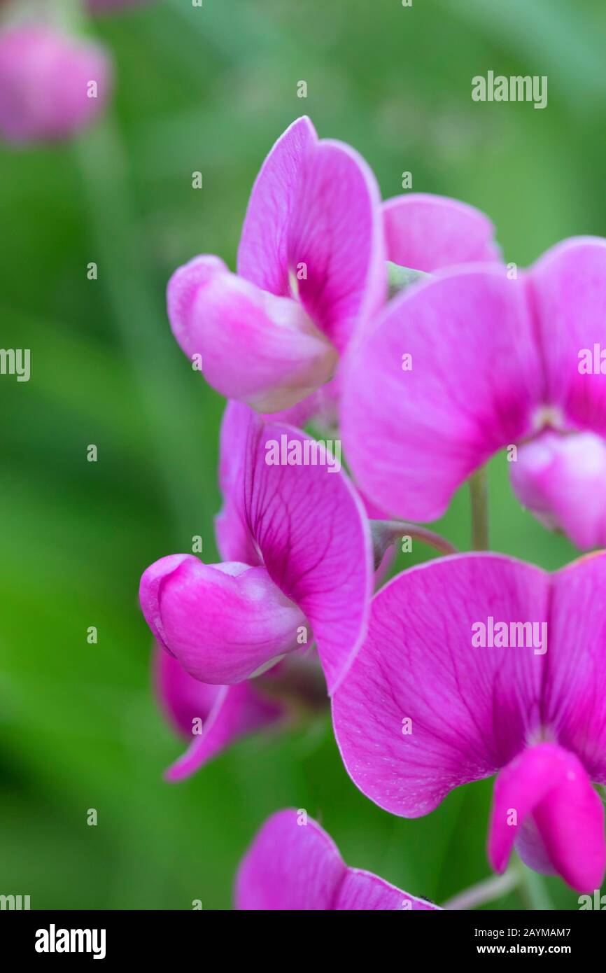 Perennial sweet pea hi-res stock photography and images - Alamy