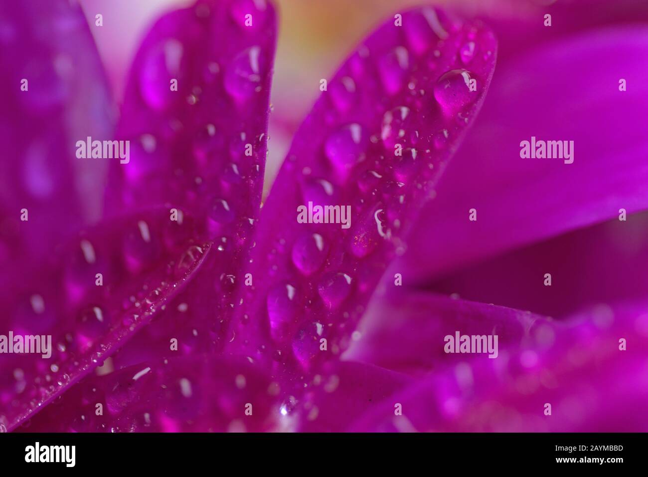 Macro texture of purple Cineraria flower petals with water droplets ...