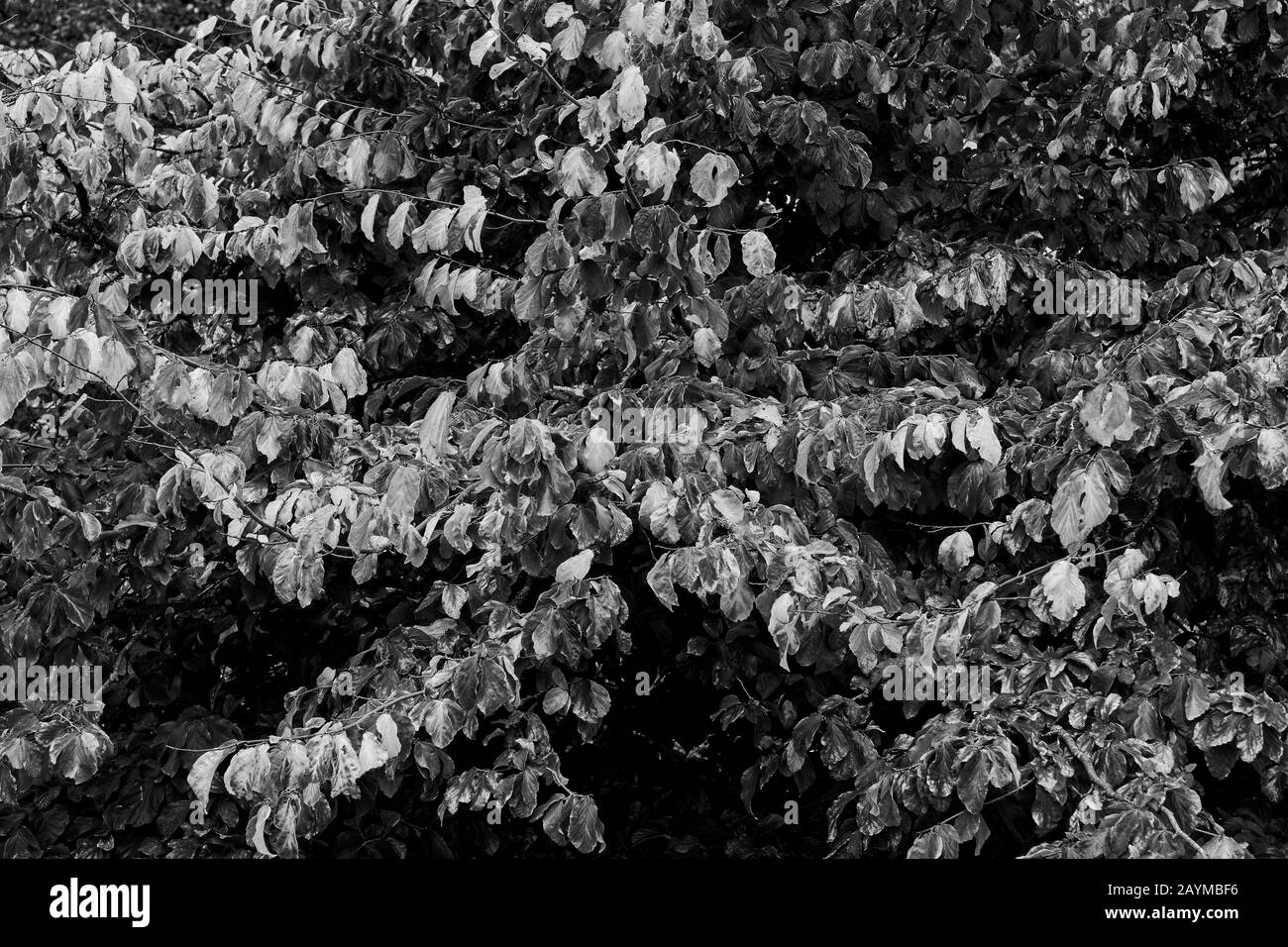 Leaf pattern on a tree Stock Photo - Alamy