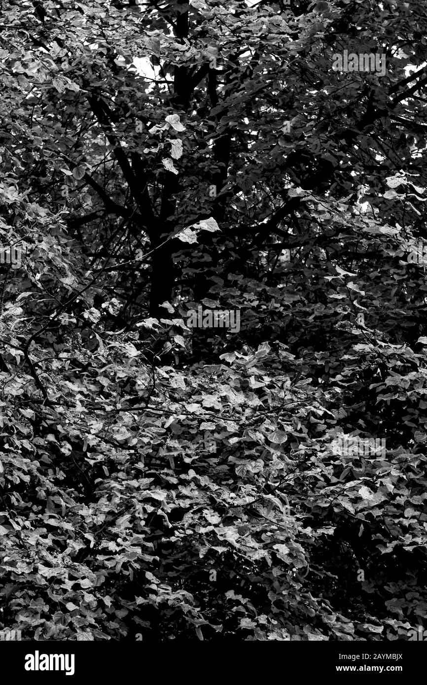 pattern of tree leaves Stock Photo - Alamy