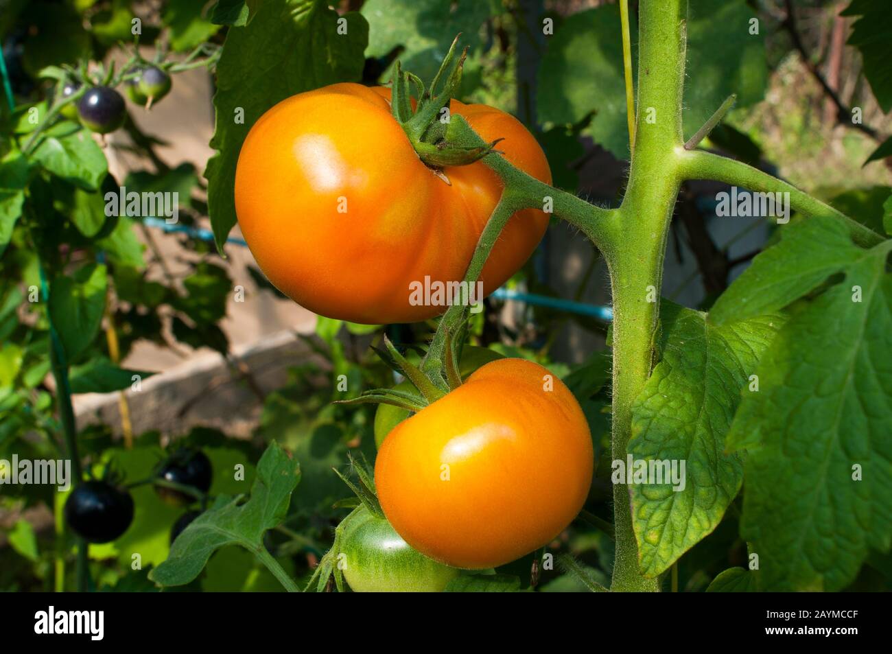 yellow ripe tomatoes on the bushes ready for harvest Stock Photo - Alamy