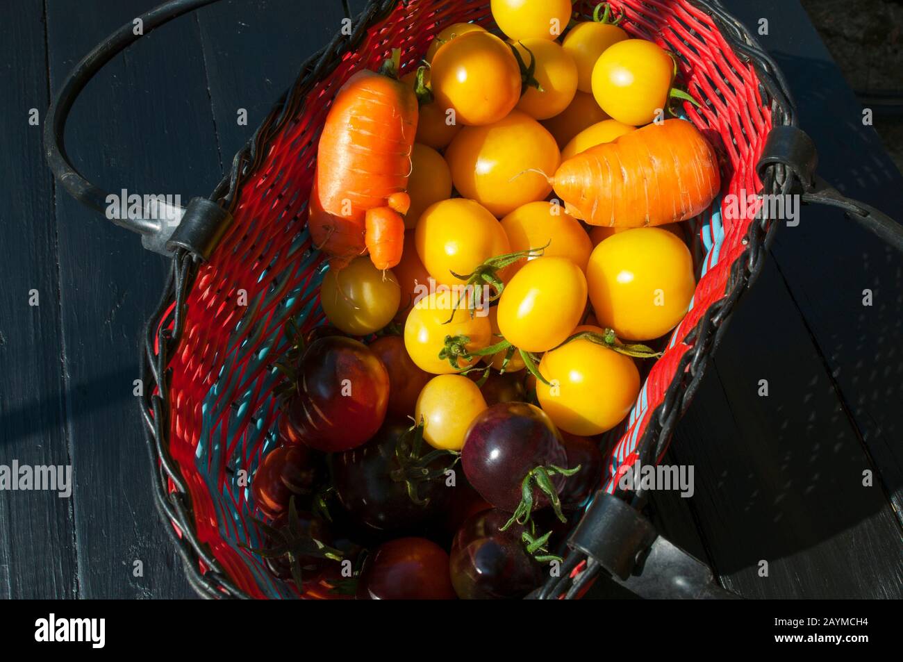 yellow ripe tomatoes on the bushes ready for harvest Stock Photo - Alamy