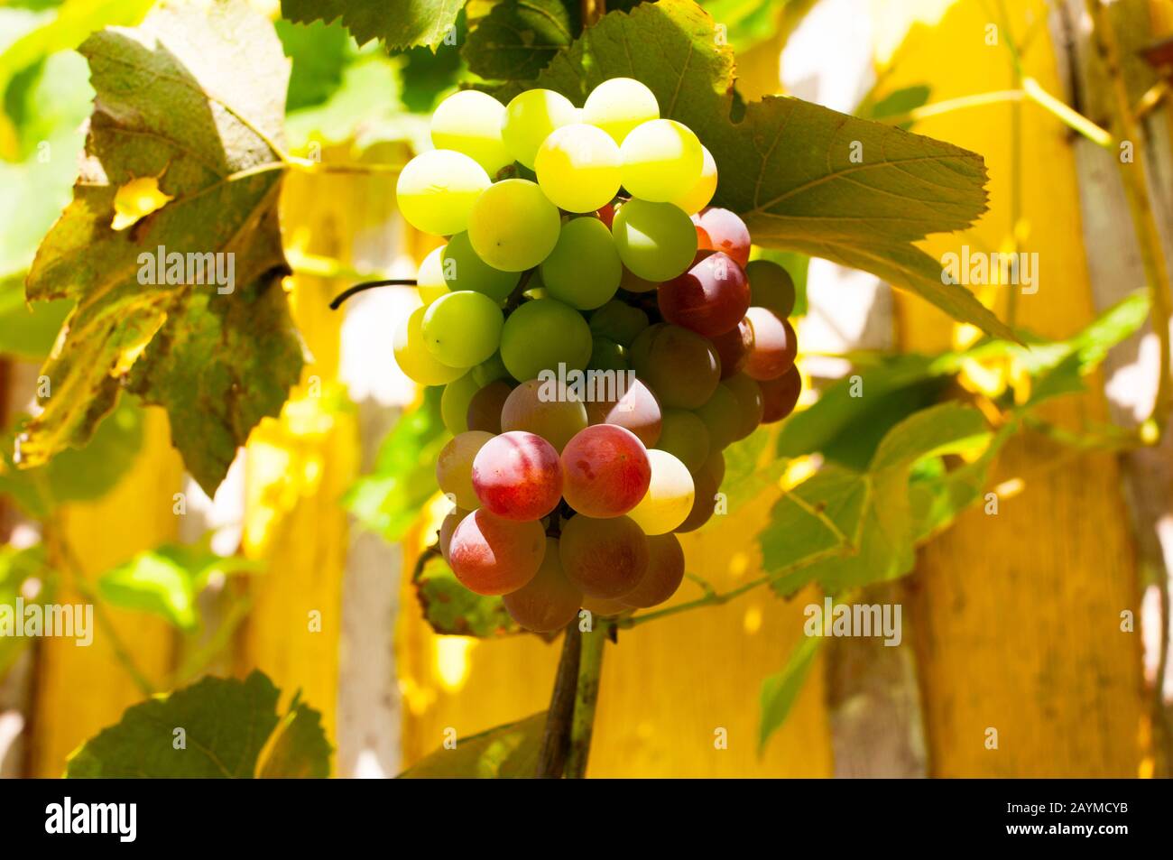 Clusters of colorful grapes hi-res stock photography and images - Alamy