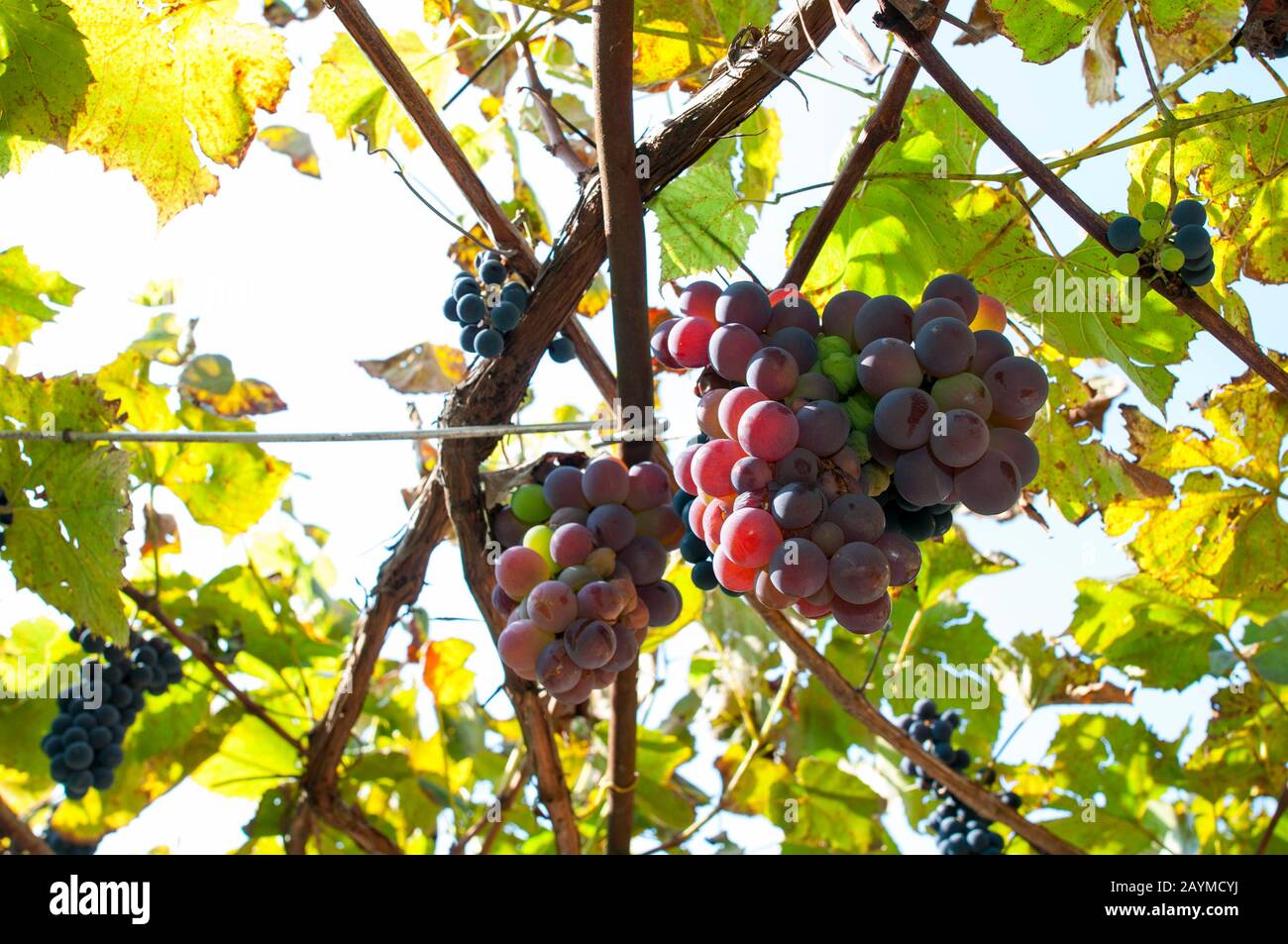 Vineyard plot hi-res stock photography and images - Alamy