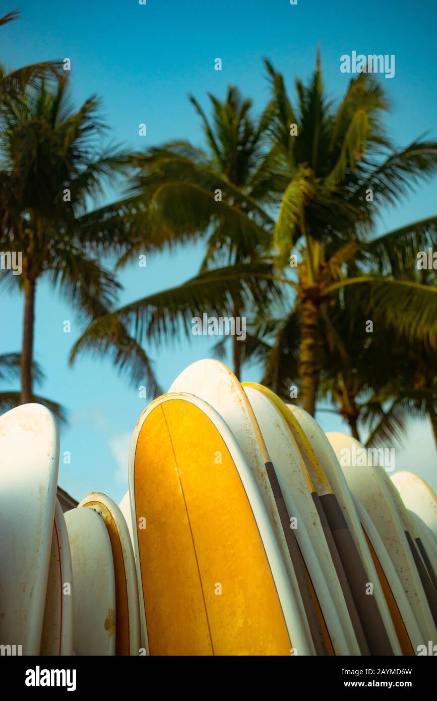 Row of Surfboards on the Beach in the Hawaiian Islands With Palm Trees ...