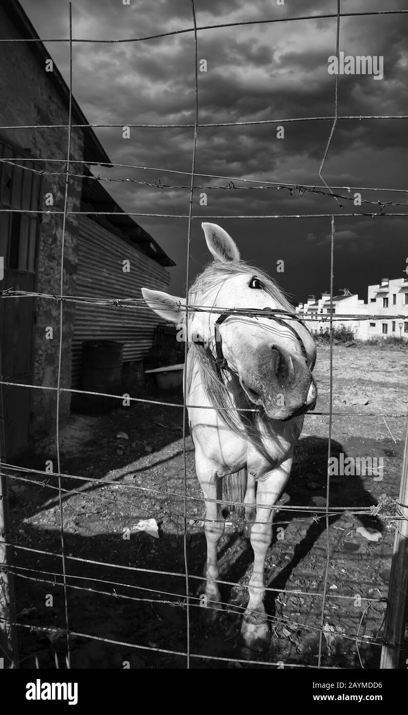 Horse in stable, animal industry, confinement Stock Photo - Alamy