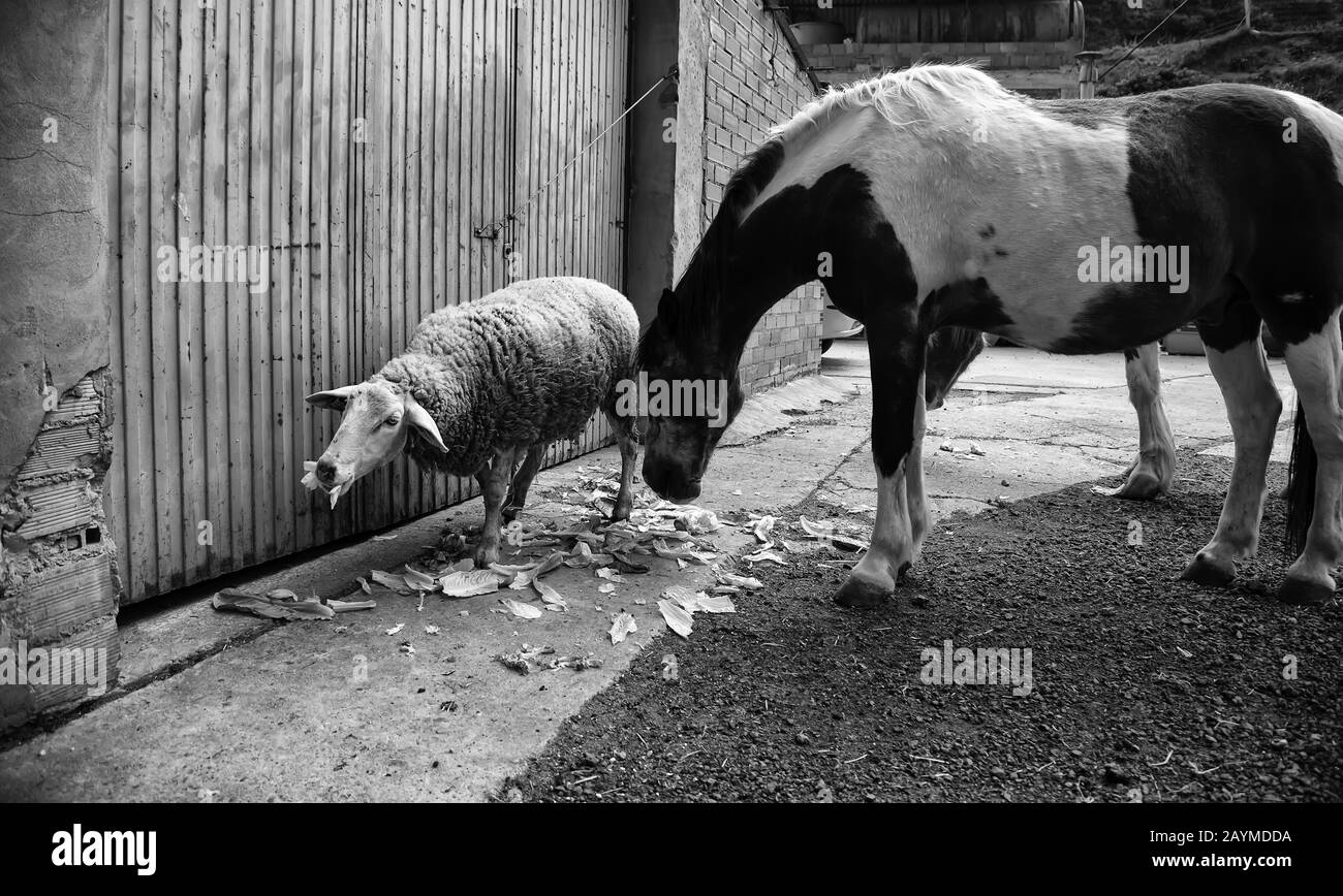 Horse in stable, animal industry, confinement Stock Photo - Alamy