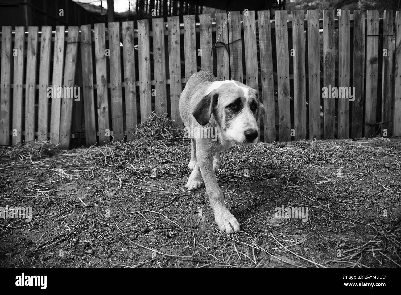 Sad mastiff dogs in field, animal abandonment Stock Photo - Alamy