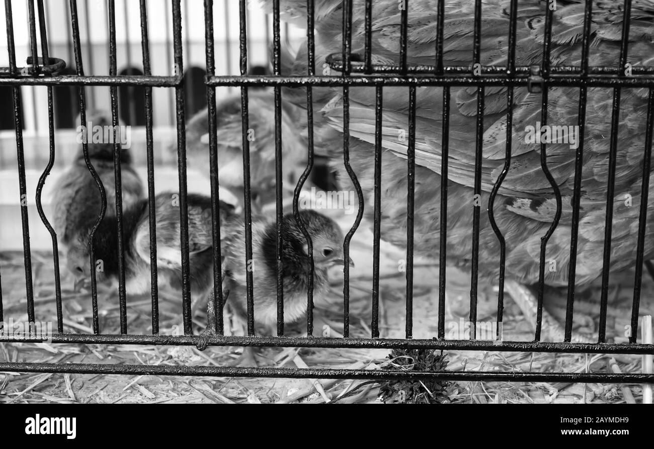 Hens locked in cage in farmyard, agriculture and livestock, animals ...