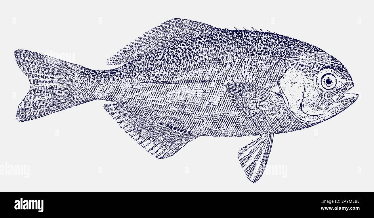 Barrelfish hyperoglyphe perciformis from the atlantic ocean in side ...