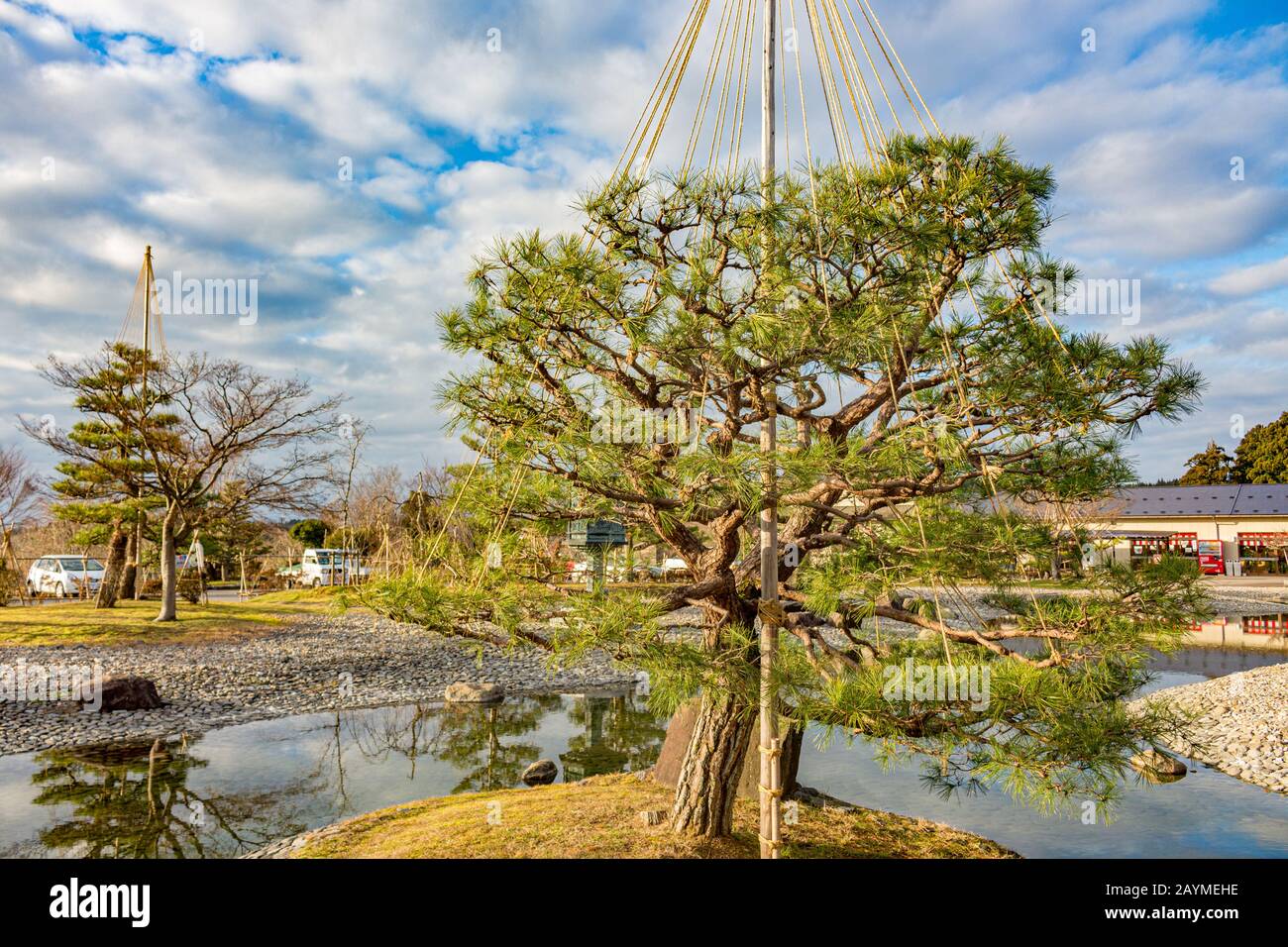 Pine trees with yukizuri ropes, Kurikarafudoji temple, Tsubata, Japan ...