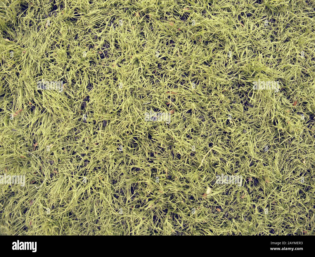 Detail of used synthetic grass for football field with milled rubbery ...