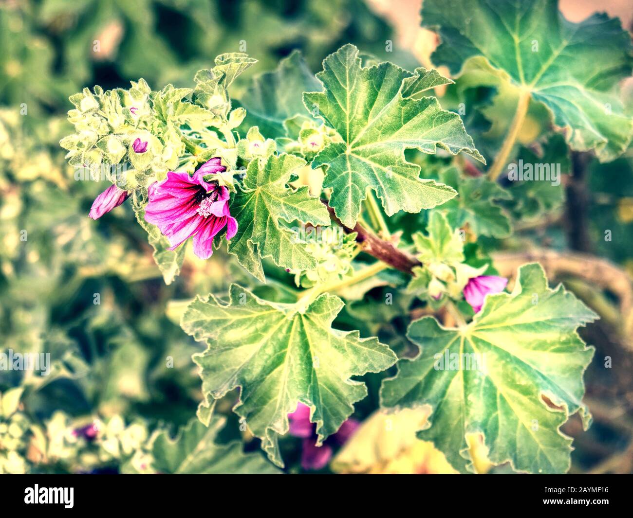 Hibiscus opening hi-res stock photography and images - Alamy