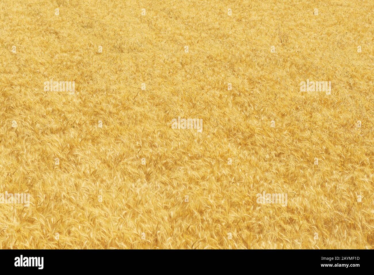 Golden colored Wheat field background texture in summer Stock Photo - Alamy