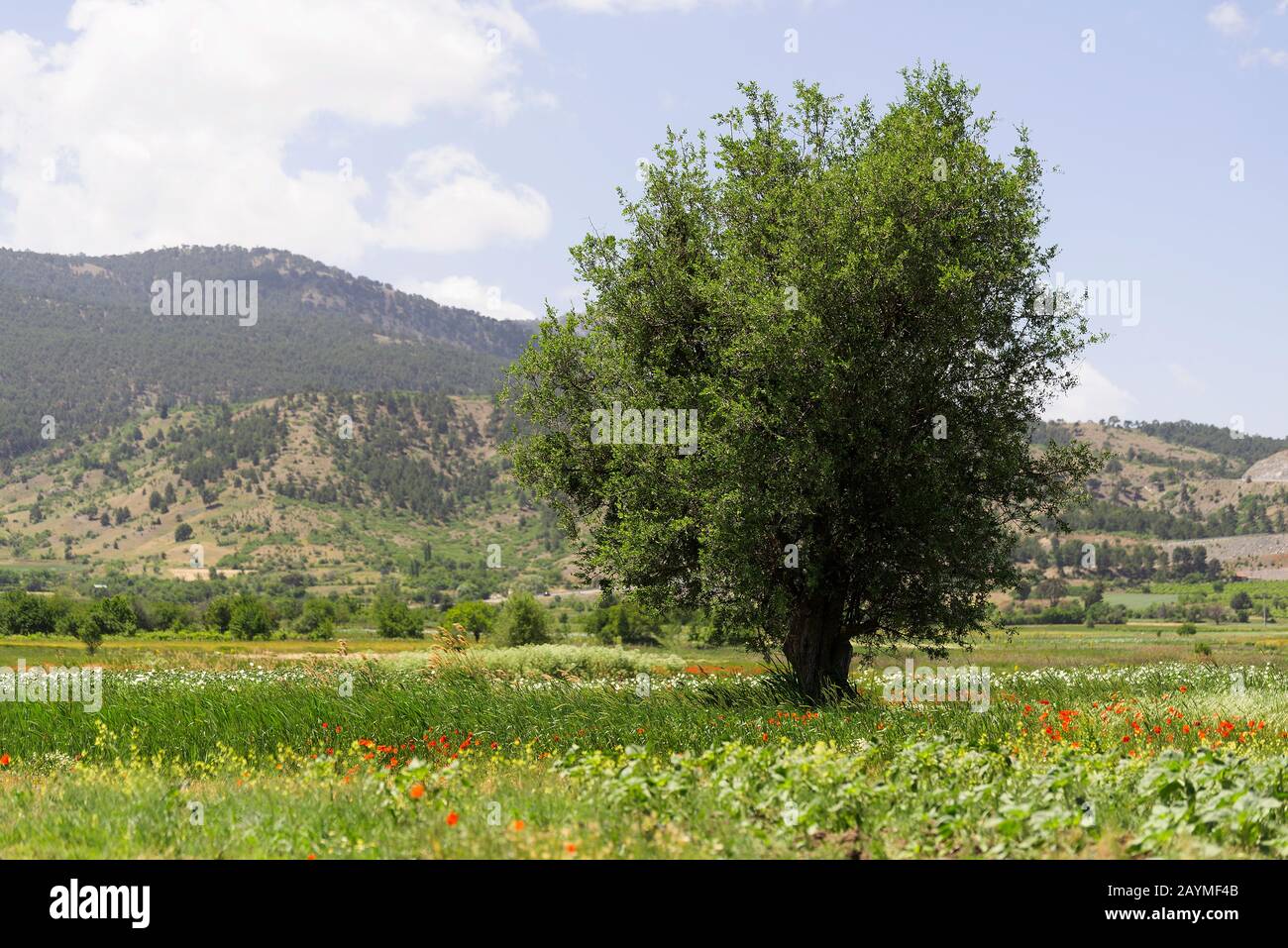 Tree in the opium poppies agricultural farm Stock Photo - Alamy