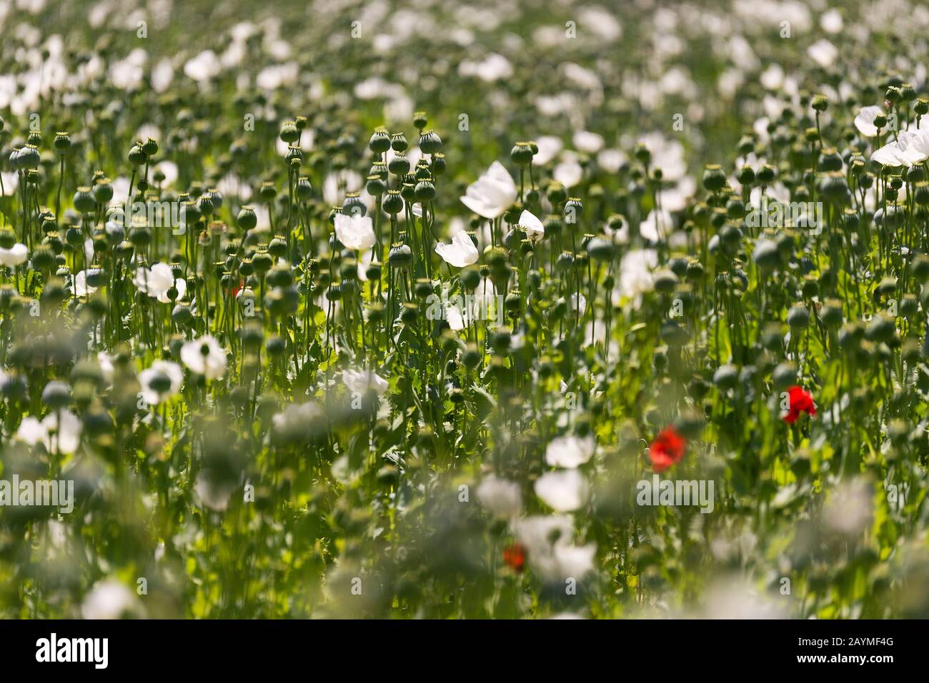 Opium poppies flowers drugs garden heroin hi-res stock photography and ...