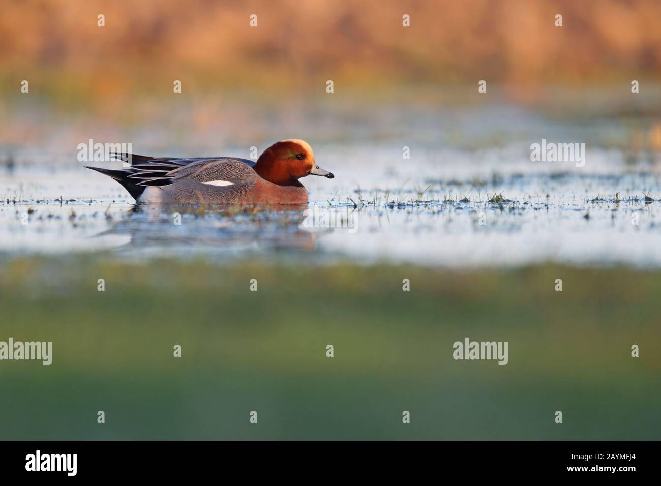 Adult drake/male Eurasian Wigeon or Widgeon (Mareca penelope, formerly ...