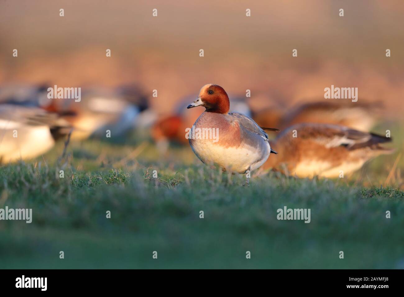 Wigeon duck uk hi-res stock photography and images - Alamy