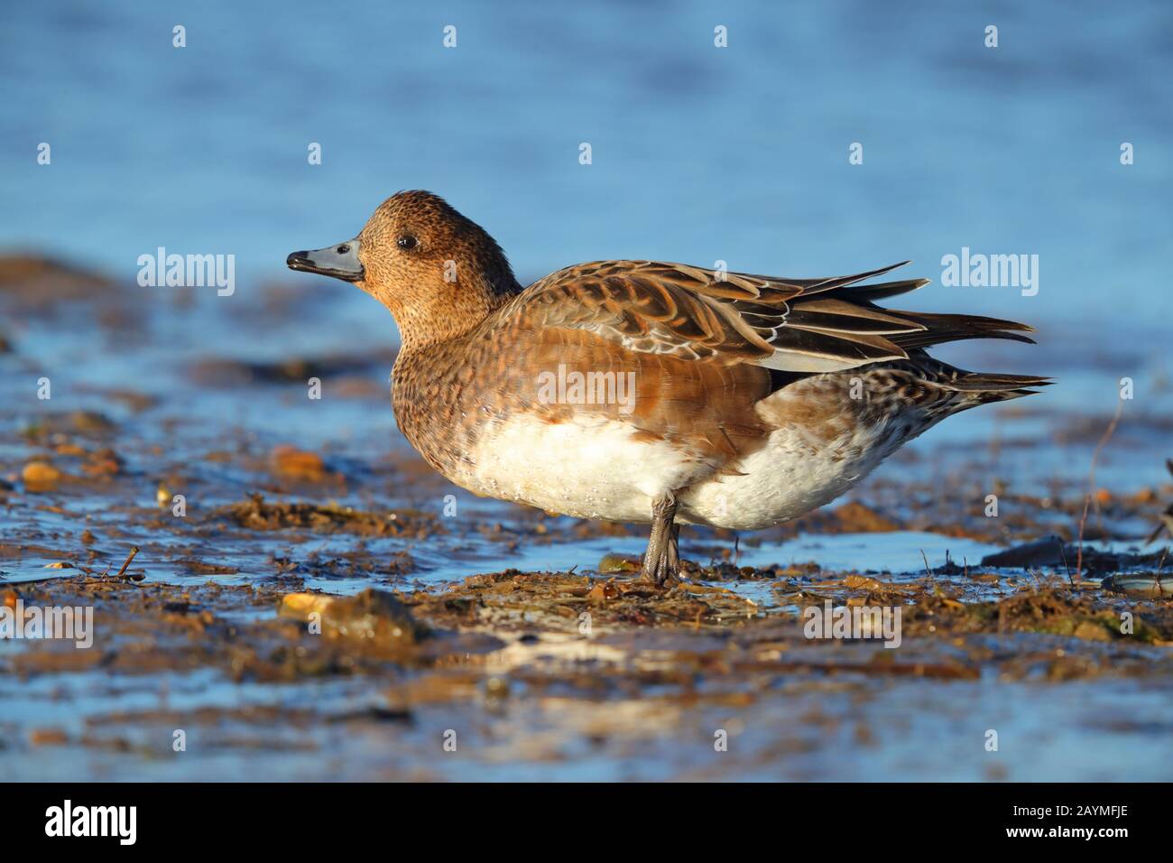 Female widgeon uk hi-res stock photography and images - Alamy
