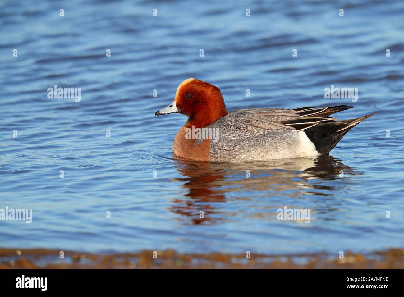 Widgeon duck hi-res stock photography and images - Alamy
