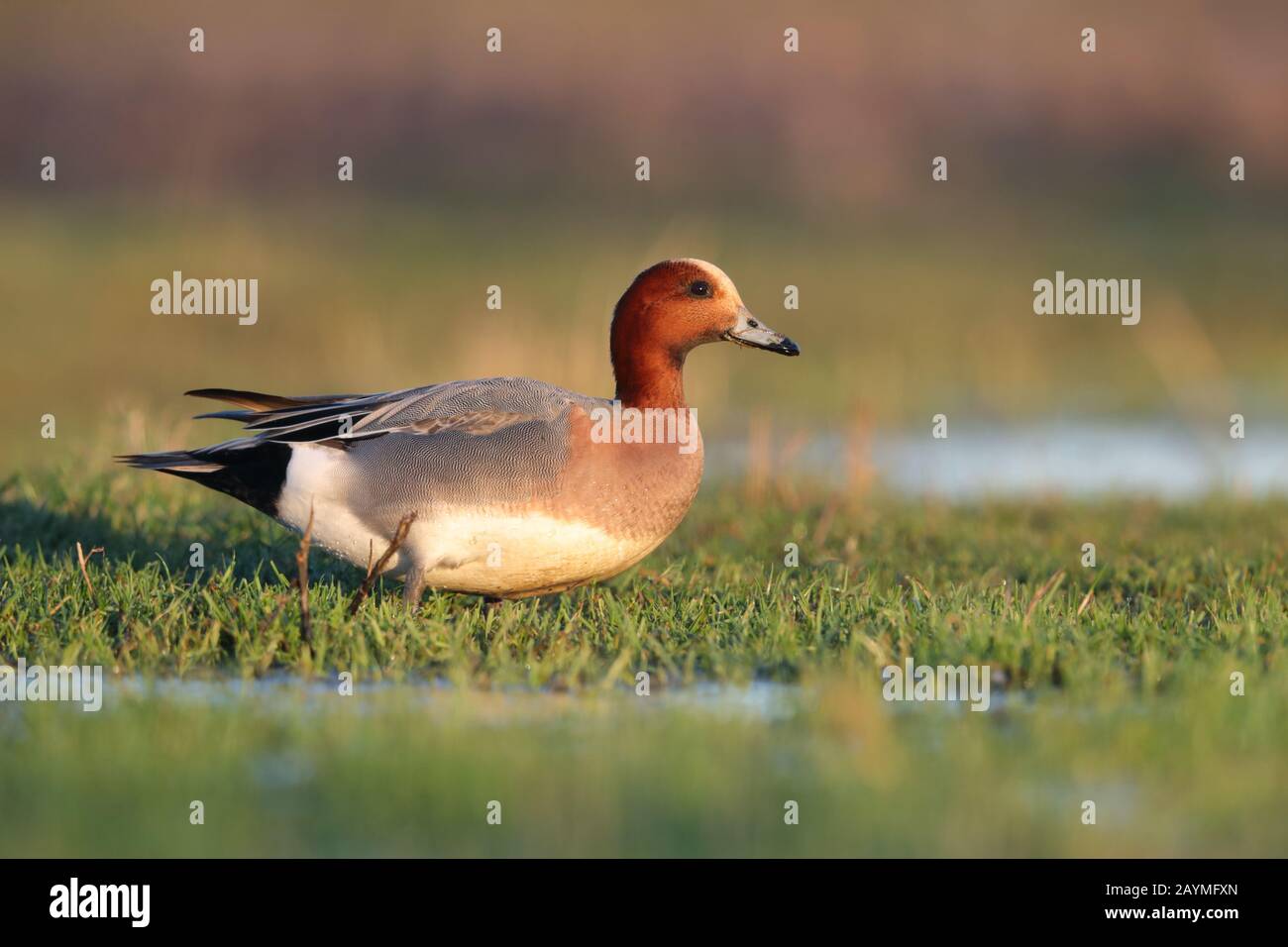 Widgeon england hi-res stock photography and images - Alamy