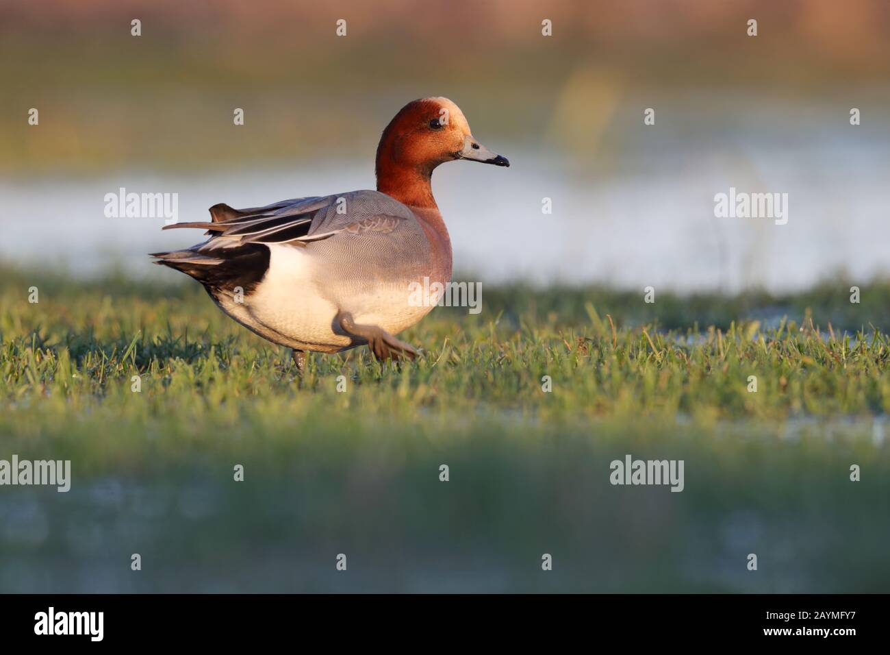 Adult drake/male Eurasian Wigeon or Widgeon (Mareca penelope, formerly ...