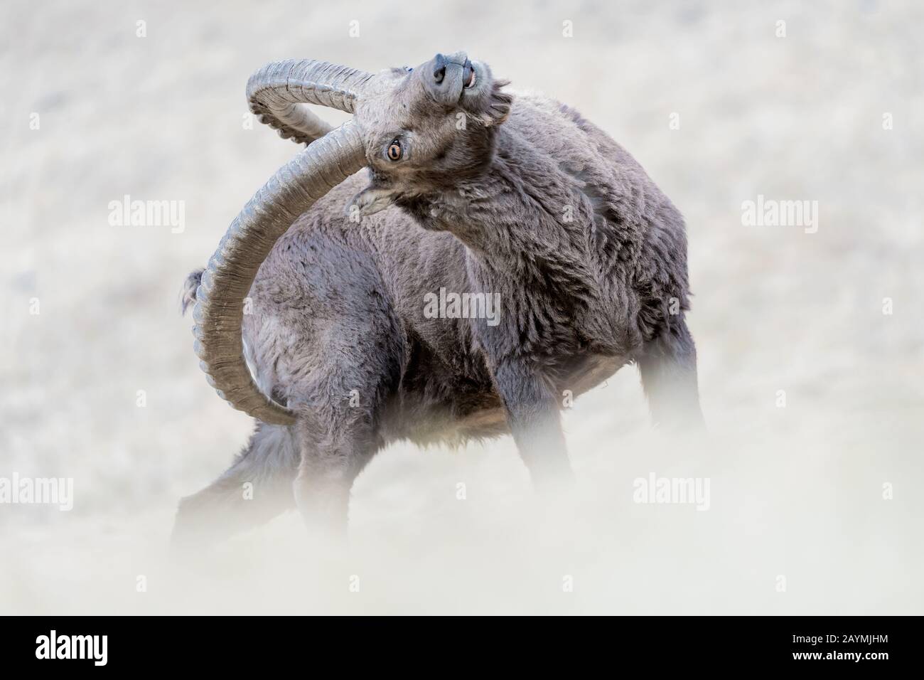 Alpine ibex hooves hi-res stock photography and images - Alamy